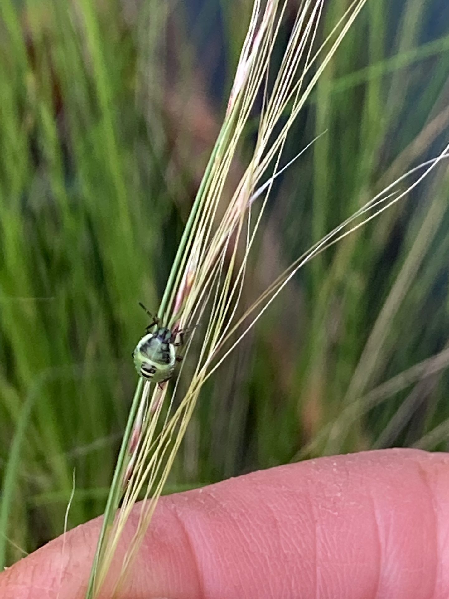 Insecten in de tuin - De tuin van nu