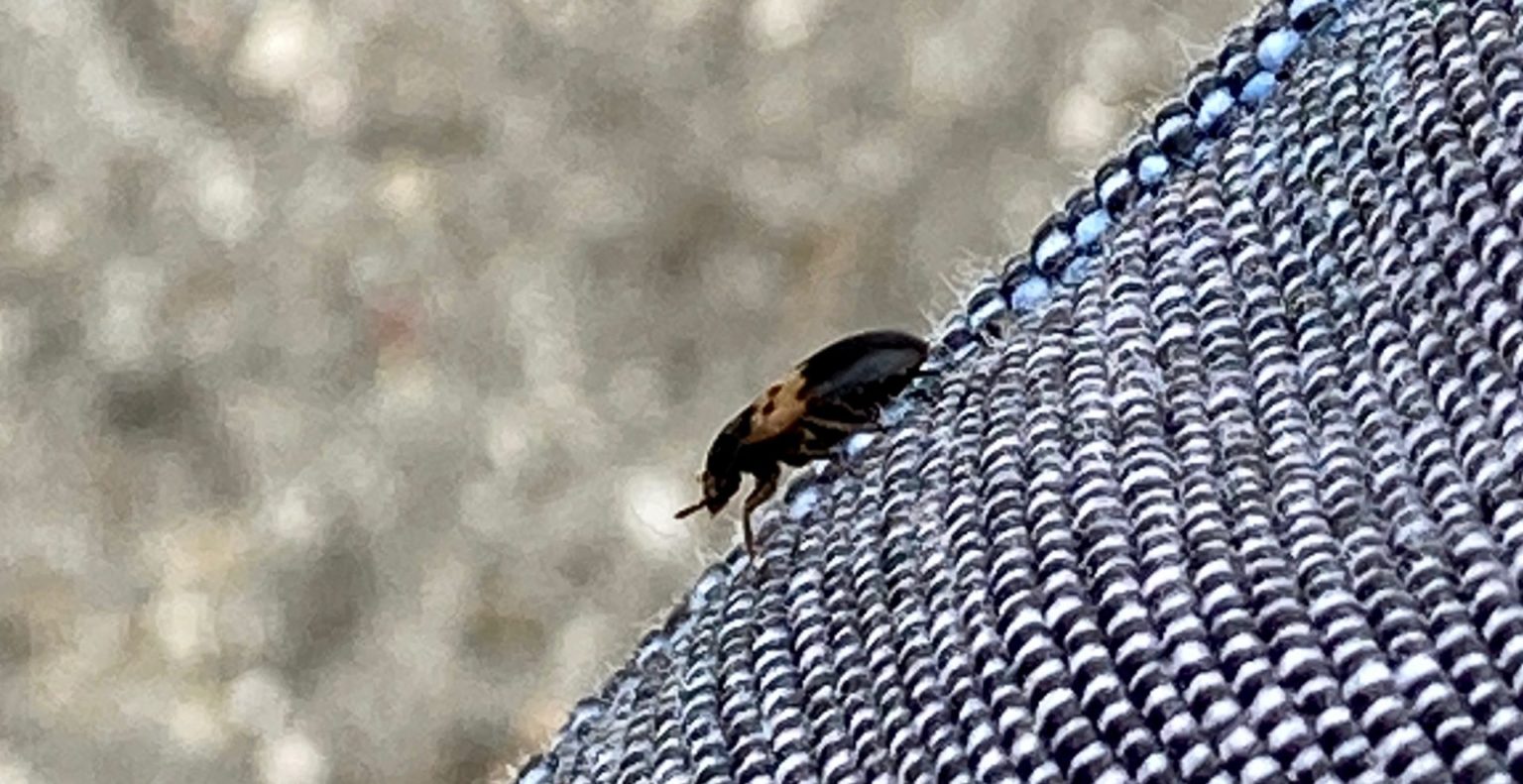Insecten in de tuin - De tuin van nu