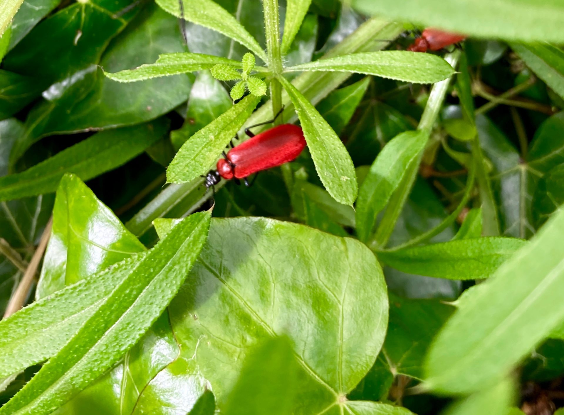 Insecten in de tuin - De tuin van nu