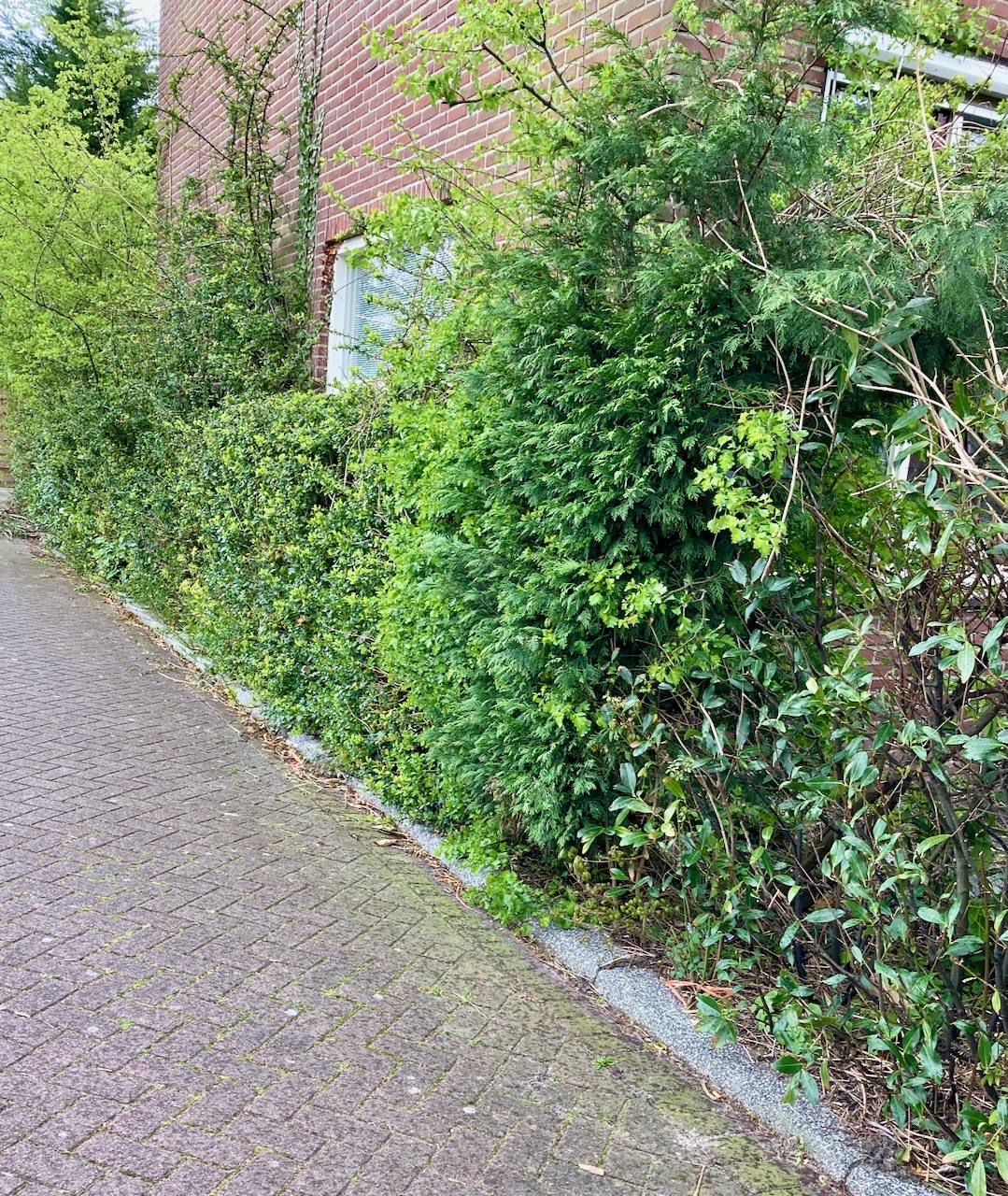 Een beter klimaat begint in je tuin - De tuin van nu