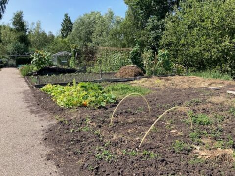 Ik heb een moestuin! - De tuin van nu
