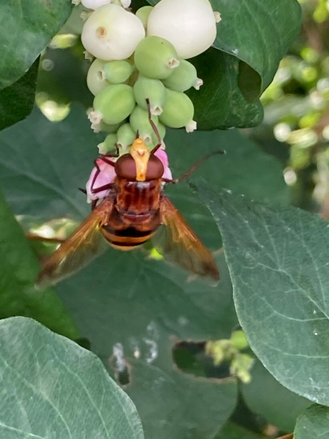 Een reuzeleuke zweefvlieg: de stadsreus - De tuin van nu