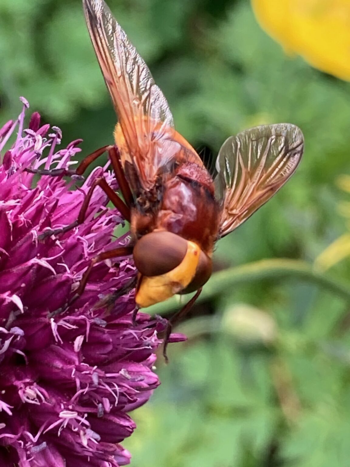 Een reuzeleuke zweefvlieg: de stadsreus - De tuin van nu